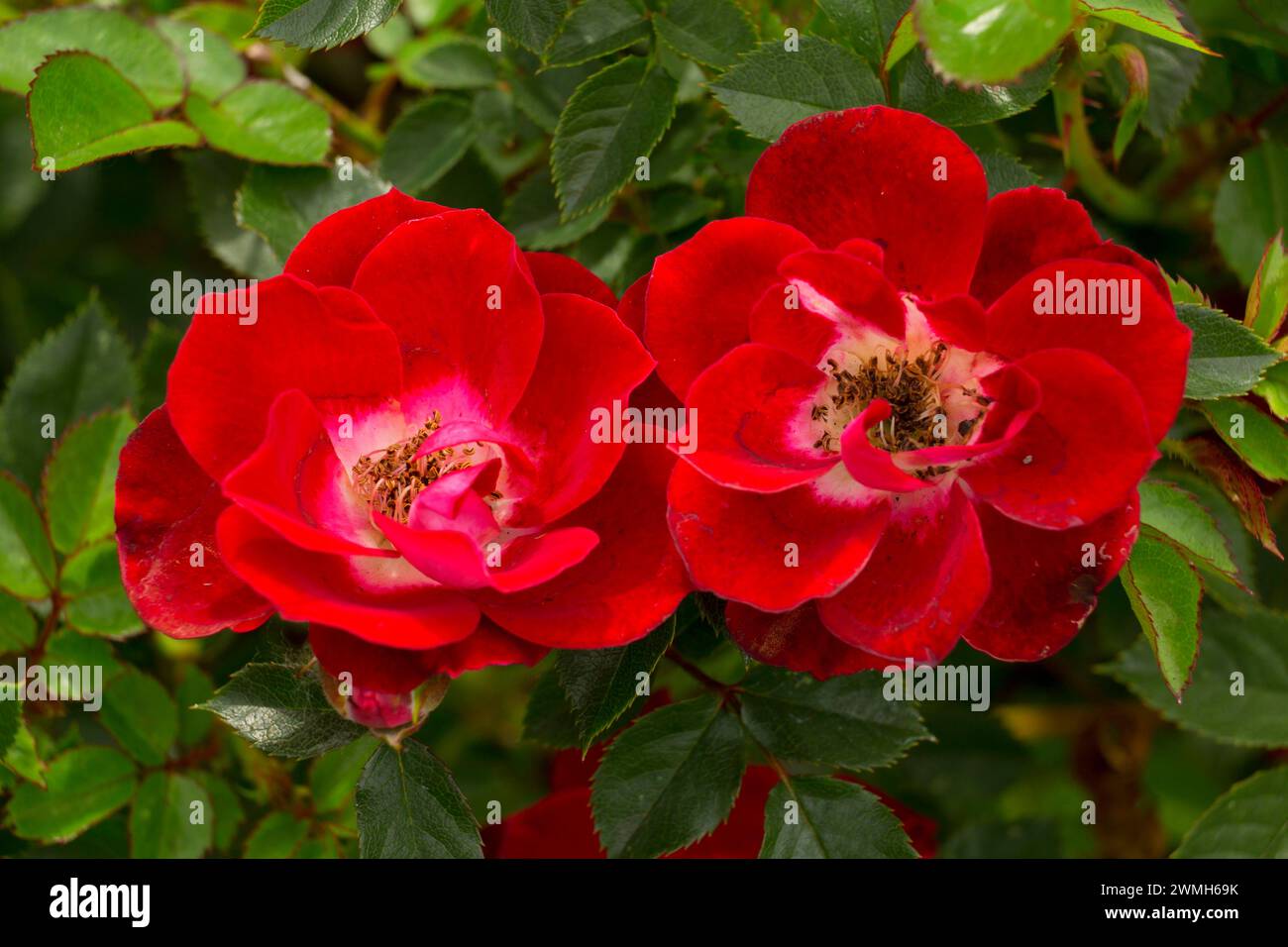 Wonderful News rose, Heirloom Roses, St Paul, Oregon Stock Photo - Alamy