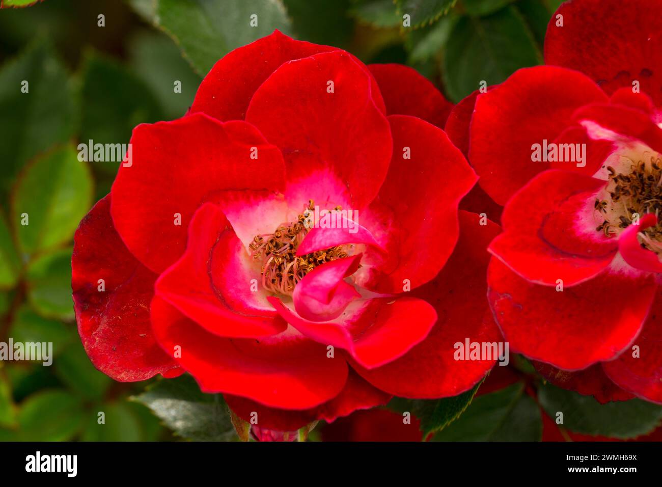 News agriculture hi-res stock photography and images - Alamy