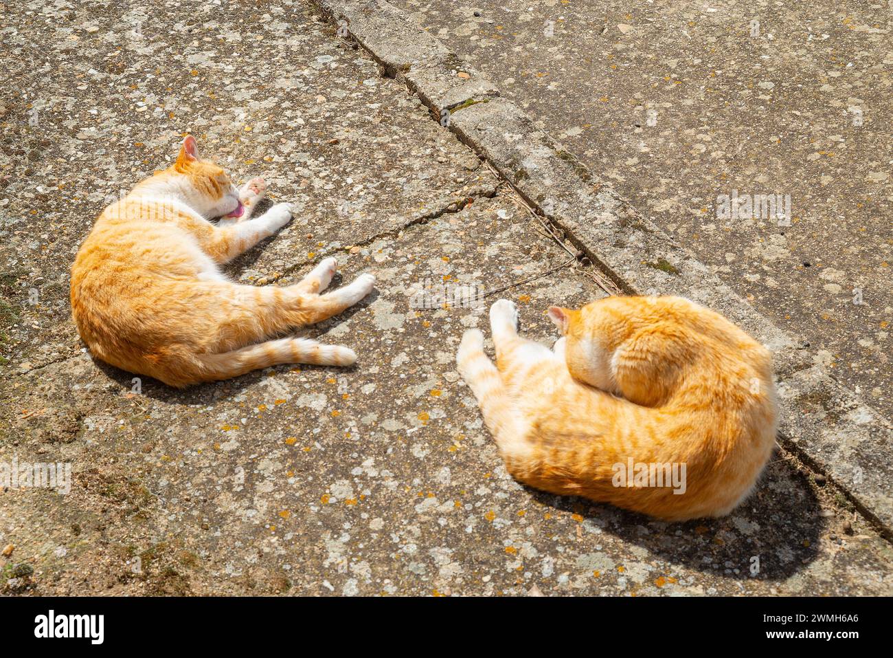 Sunbathing cats hi-res stock photography and images - Alamy
