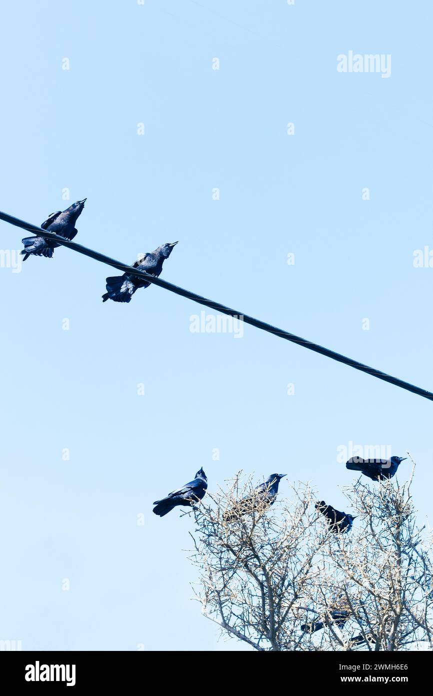 American crows - Corvus brachyrhynchos - on a wire and in a treetop ...