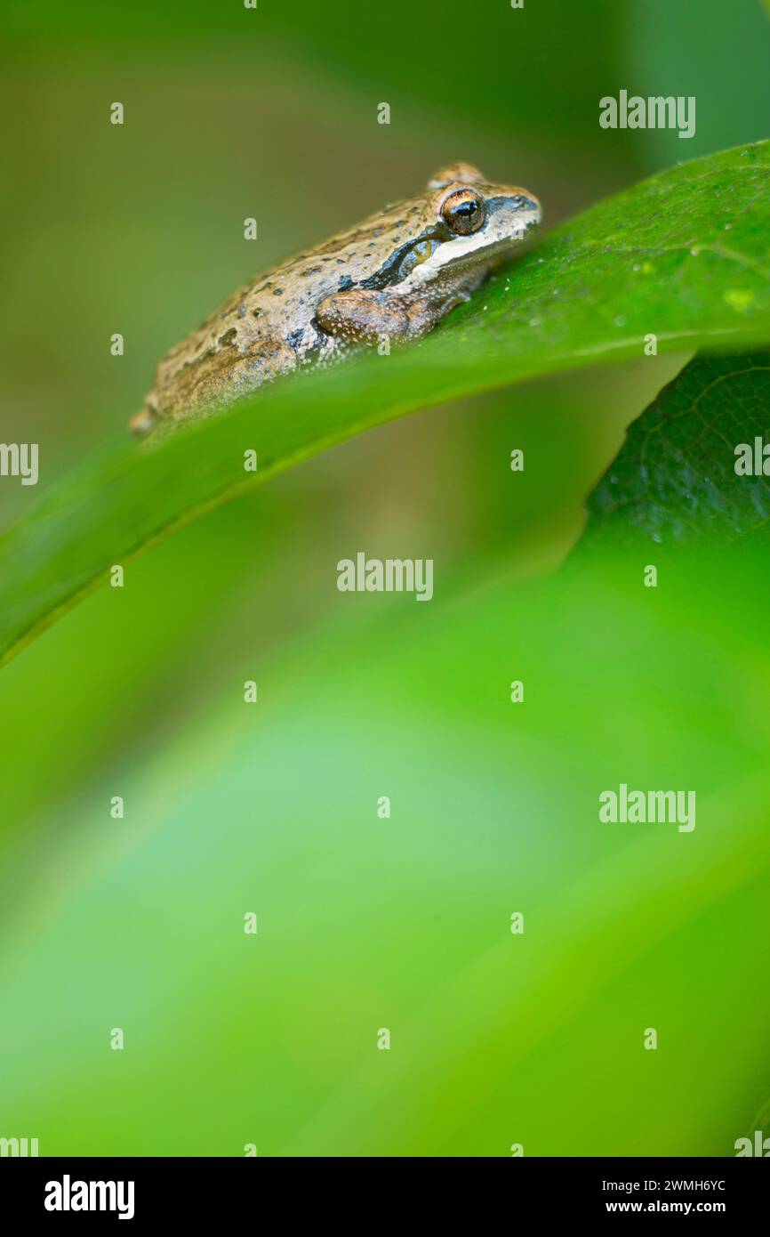 Pacific treefrog (Pseudacris regilla), Ankeny National Wildlife Refuge ...
