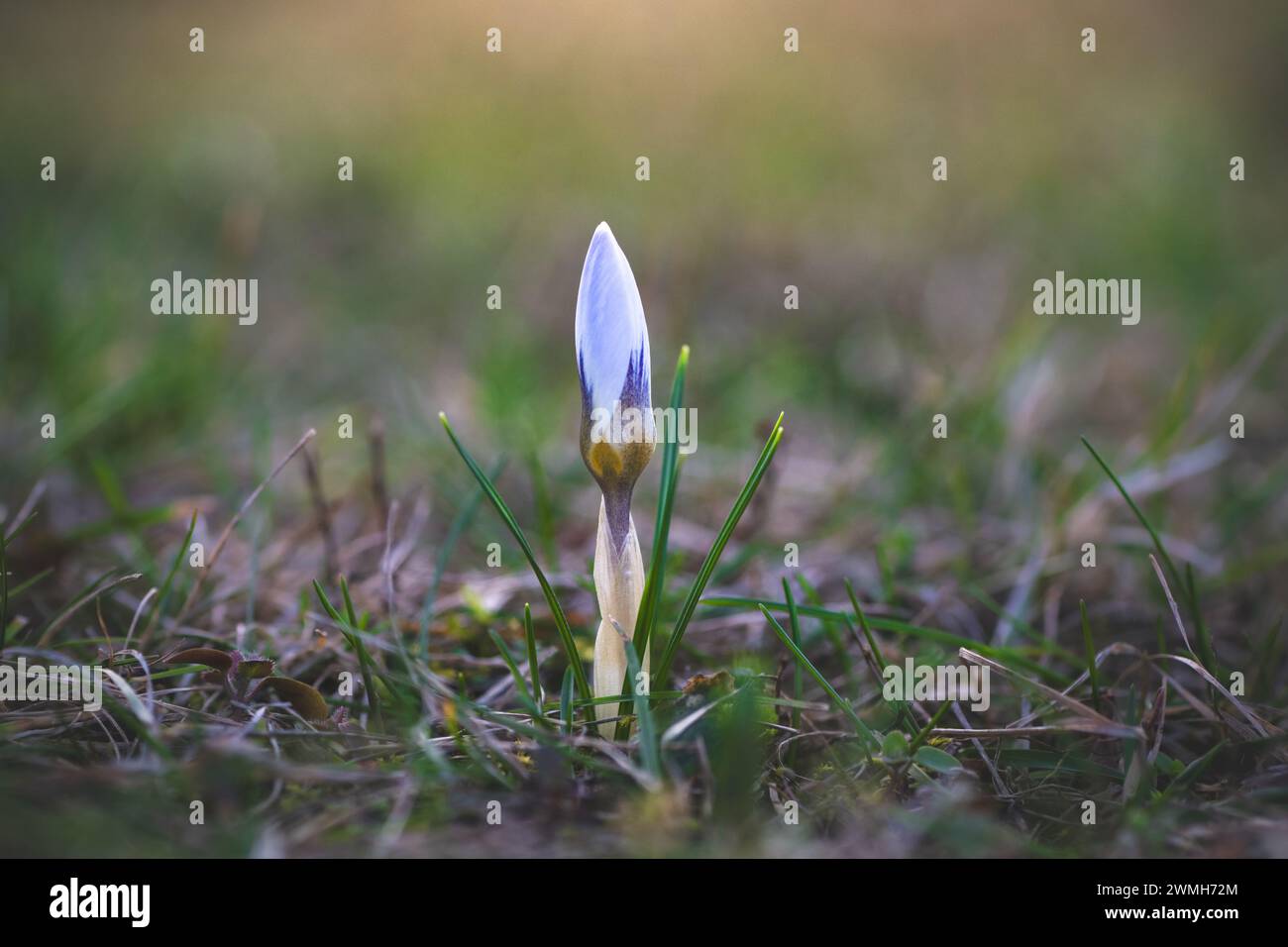 As the first sign of spring, a single blue white yellow crocus sprouts ...