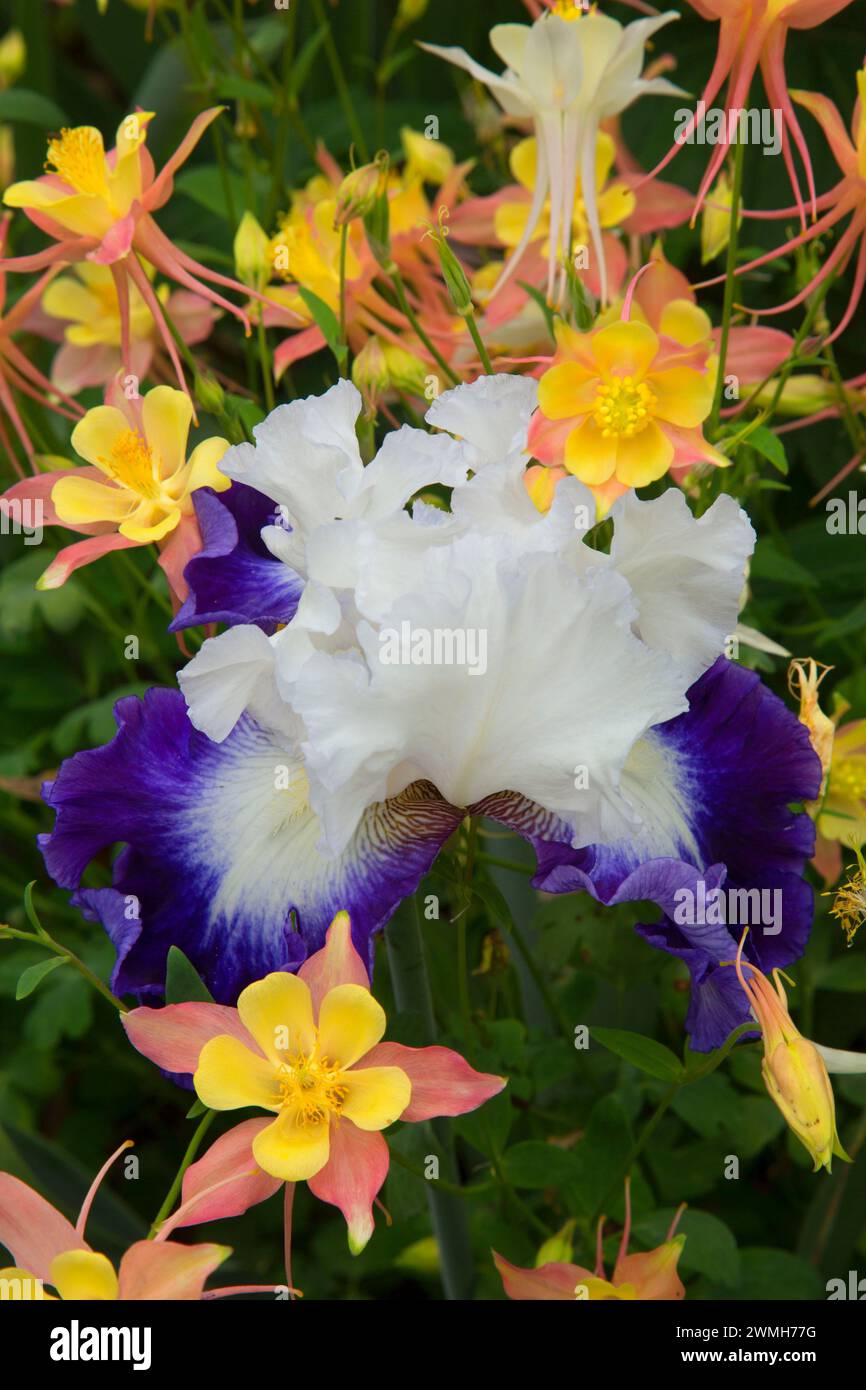 Alsea Falls iris, Schreiners Iris Gardens, Keizer, Oregon Stock Photo ...
