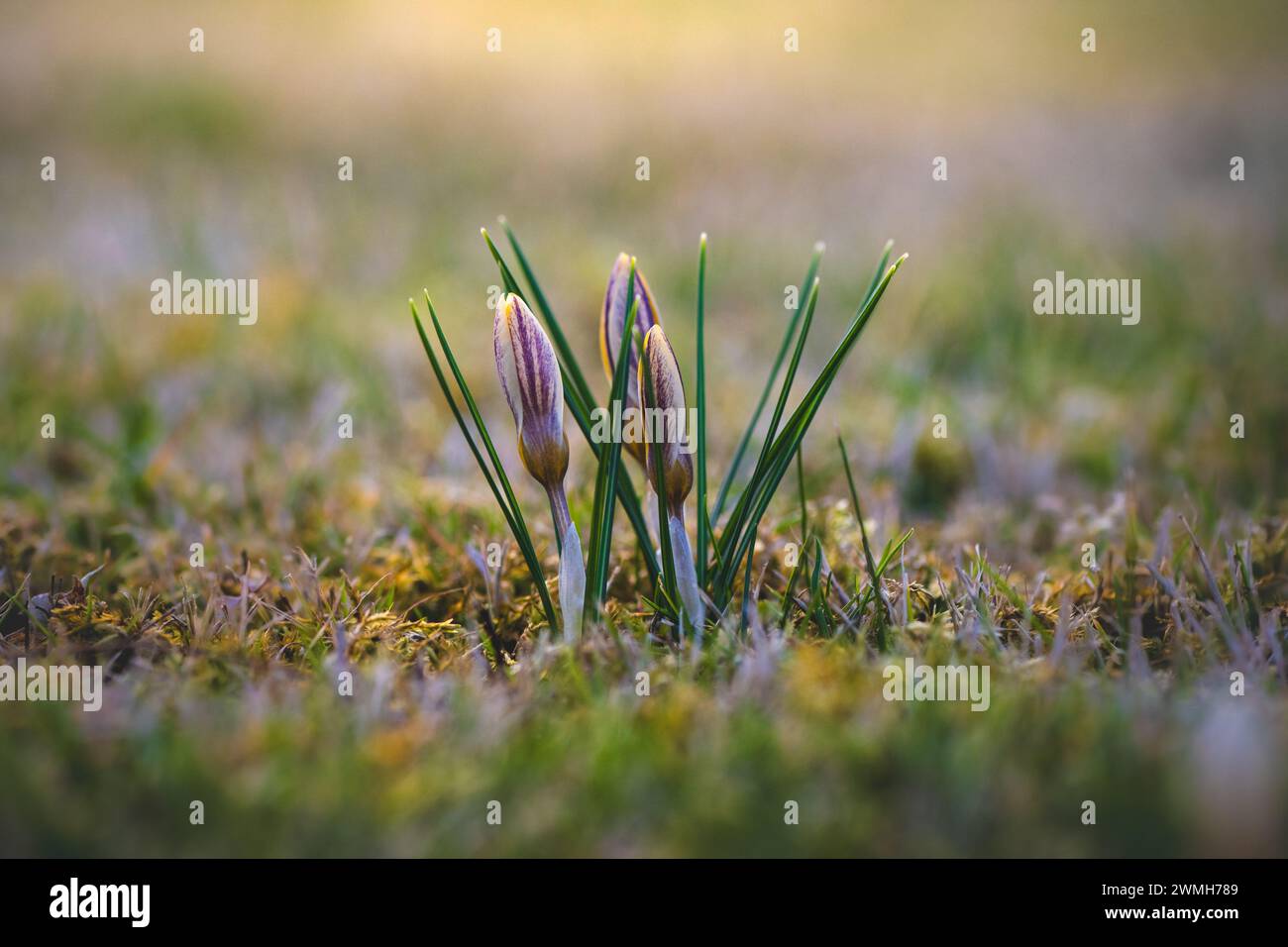 Colorful crocus display hi-res stock photography and images - Alamy