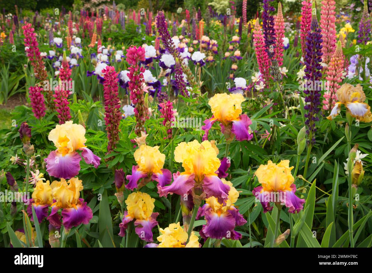 Display garden, Schreiners Iris Gardens, Keizer, Oregon Stock Photo - Alamy