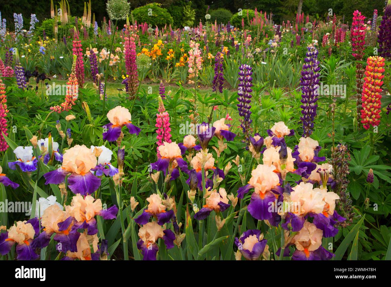Display garden, Schreiners Iris Gardens, Keizer, Oregon Stock Photo - Alamy
