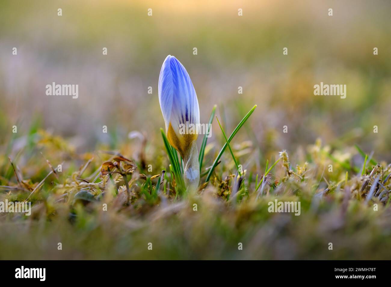 As the first sign of spring, a single blue white yellow crocus sprouts ...