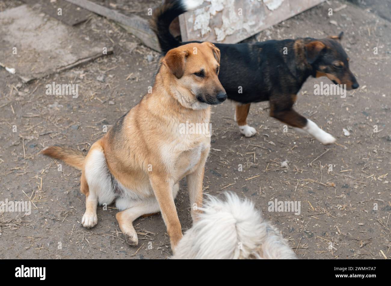 Dog in animal shelter outdoor. Cute puppies in a cage at an animal ...