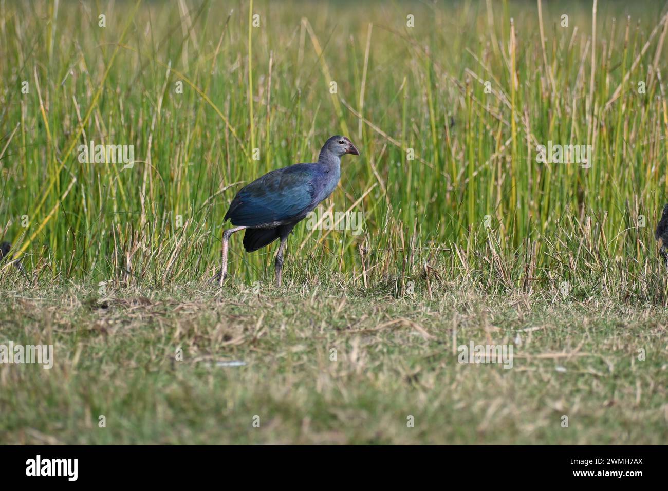 Swamp hen hi-res stock photography and images - Alamy