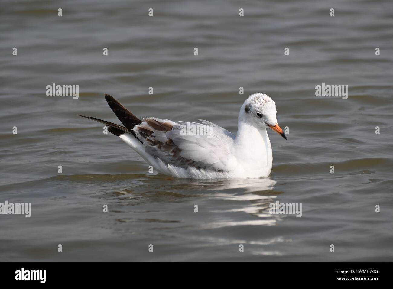 A beautiful seagull bird floating in the lake waters Stock Photo - Alamy