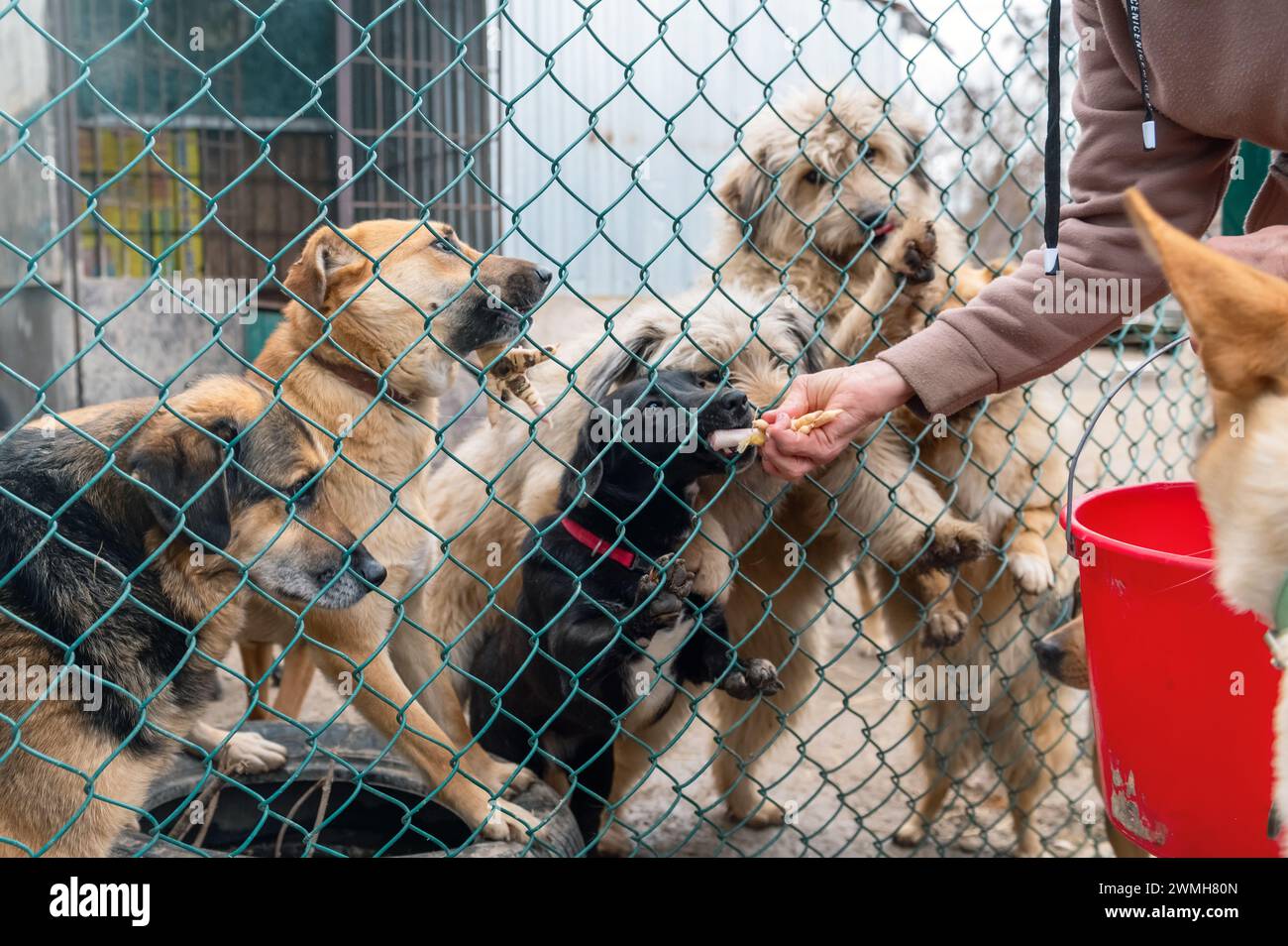 Stray dogs eat at the shelter. Homeless eating dogs in a shelter cage ...