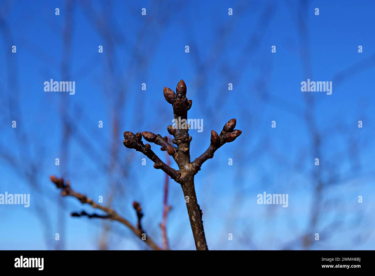 Oak leaf buds hi-res stock photography and images - Alamy