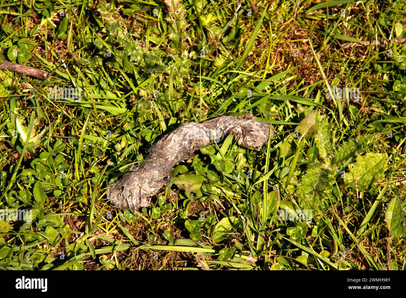 Red Fox dropping Stock Photo - Alamy