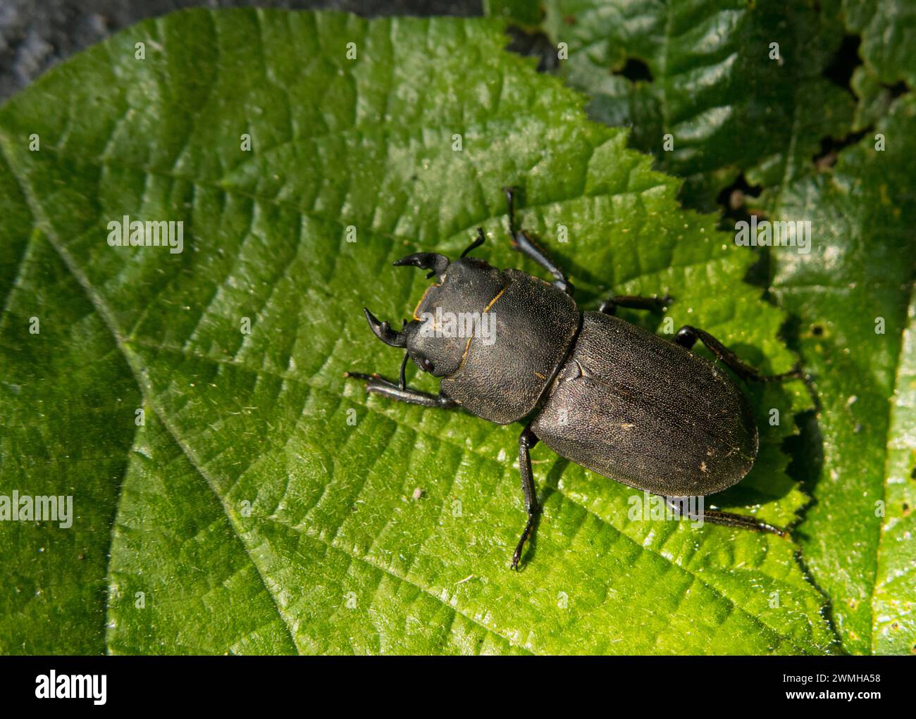 lesser stag beetle Stock Photo - Alamy