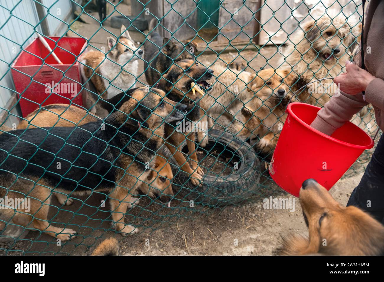 Stray dogs eat at the shelter. Homeless eating dogs in a shelter cage ...