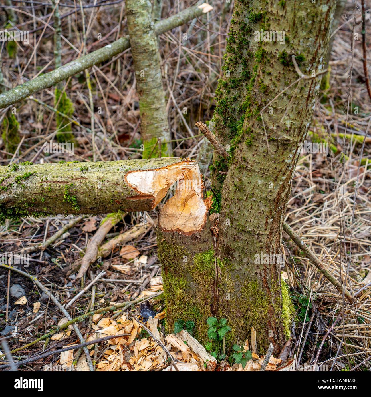 Tree cut off by beavers Stock Photo - Alamy