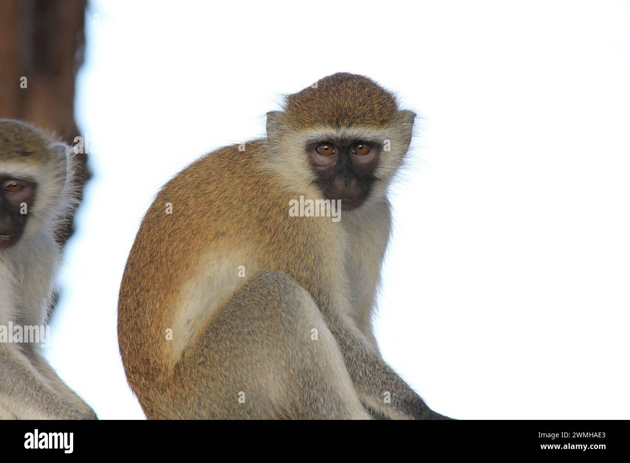 Tan monkey hi-res stock photography and images - Alamy