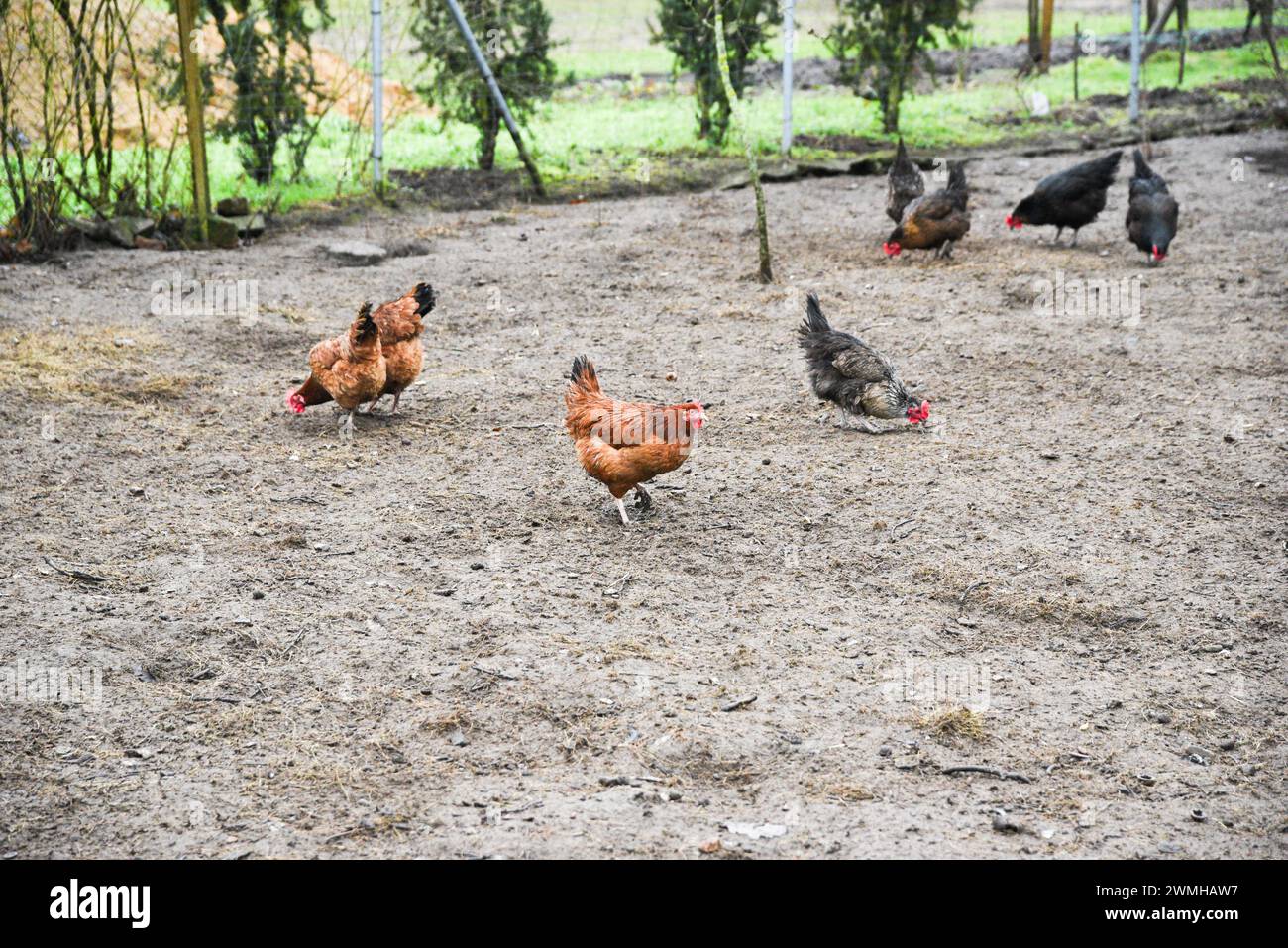 Chickens grazing in the yard, raising chickens Stock Photo - Alamy