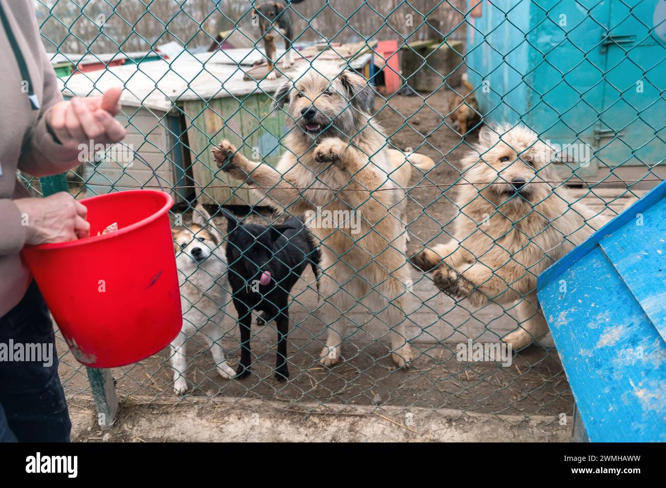 Stray dogs eat at the shelter. Homeless eating dogs in a shelter cage ...