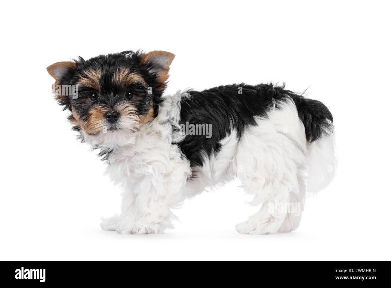 Adorable Biewer Terrier dog pup, standing side ways. Looking straight ...