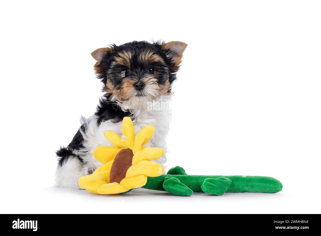 Adorable Biewer Terrier dog pup, sitting with plush toy sunflower ...