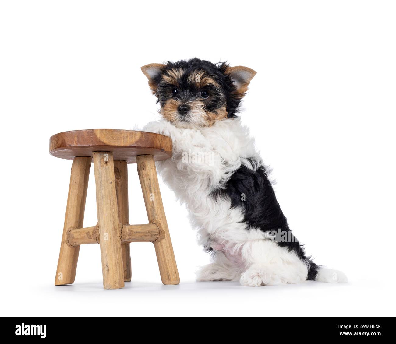 Adorable Biewer Terrier dog pup, standing side ways with front paws on ...