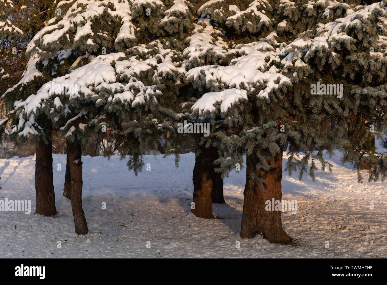 Spruce trees in winter with snow on the branches in urban park Stock ...