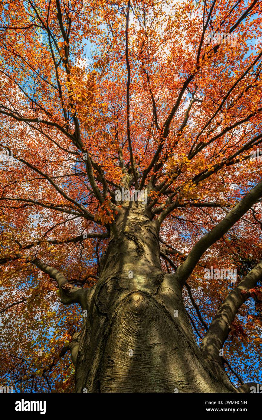 Copper beech tree in spring, old and majestic with sunlit canopy Stock ...