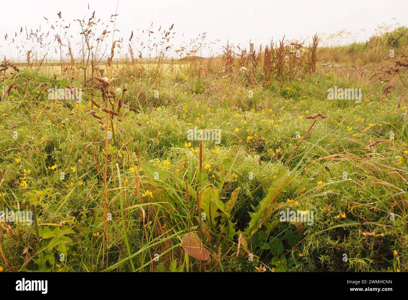 Looking into a collection of summer wild flowers, dripping with rain ...
