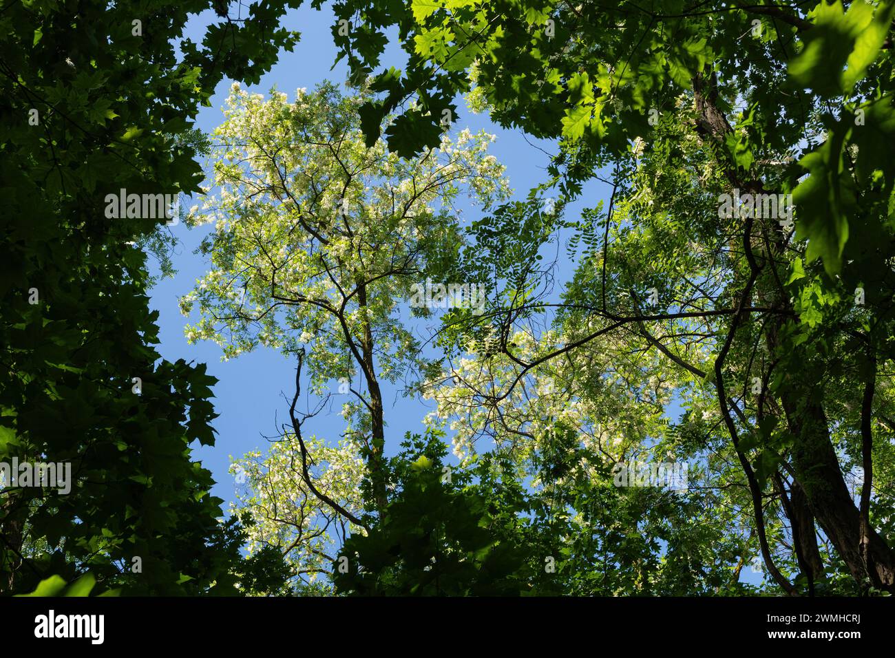 Blooming trees of robinia pseudoacacia in spring forest, other names ... Blooming trees of robinia pseudoacacia in spring forest, other names ...