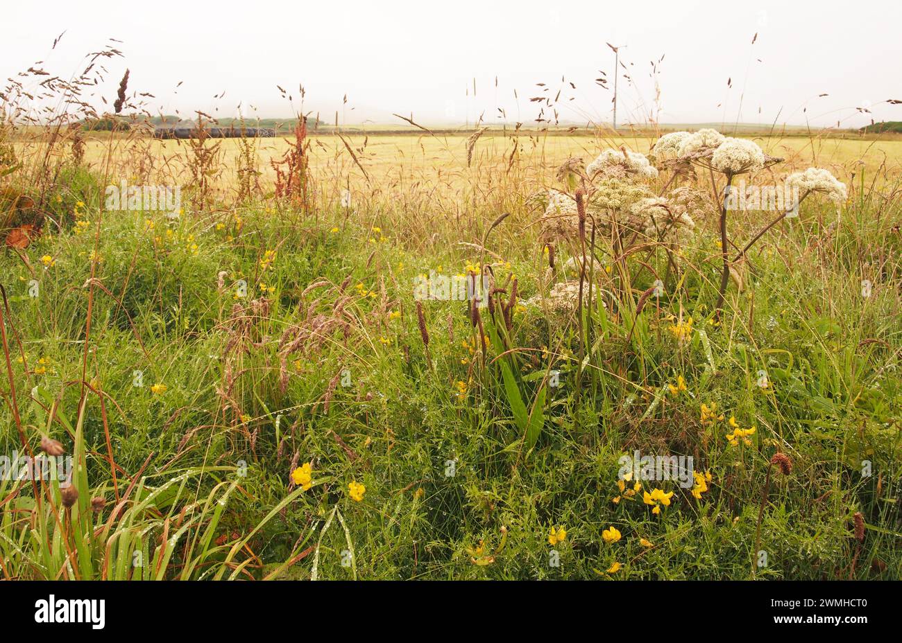 Looking into a collection of summer wild flowers, dripping with rain ...