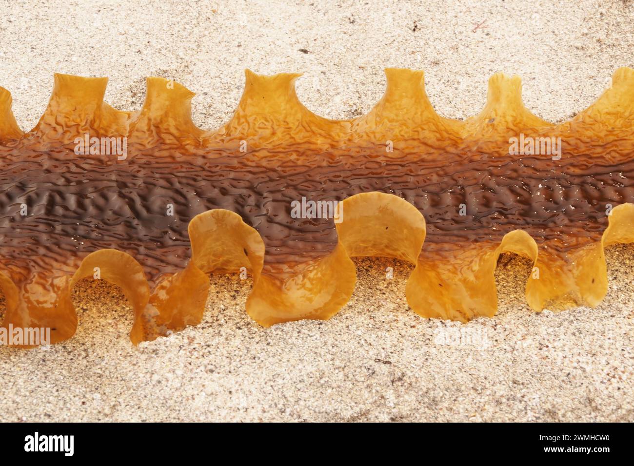 Sugar Kelp laid out on a beack in Orkney, Scotland UK Stock Photo - Alamy