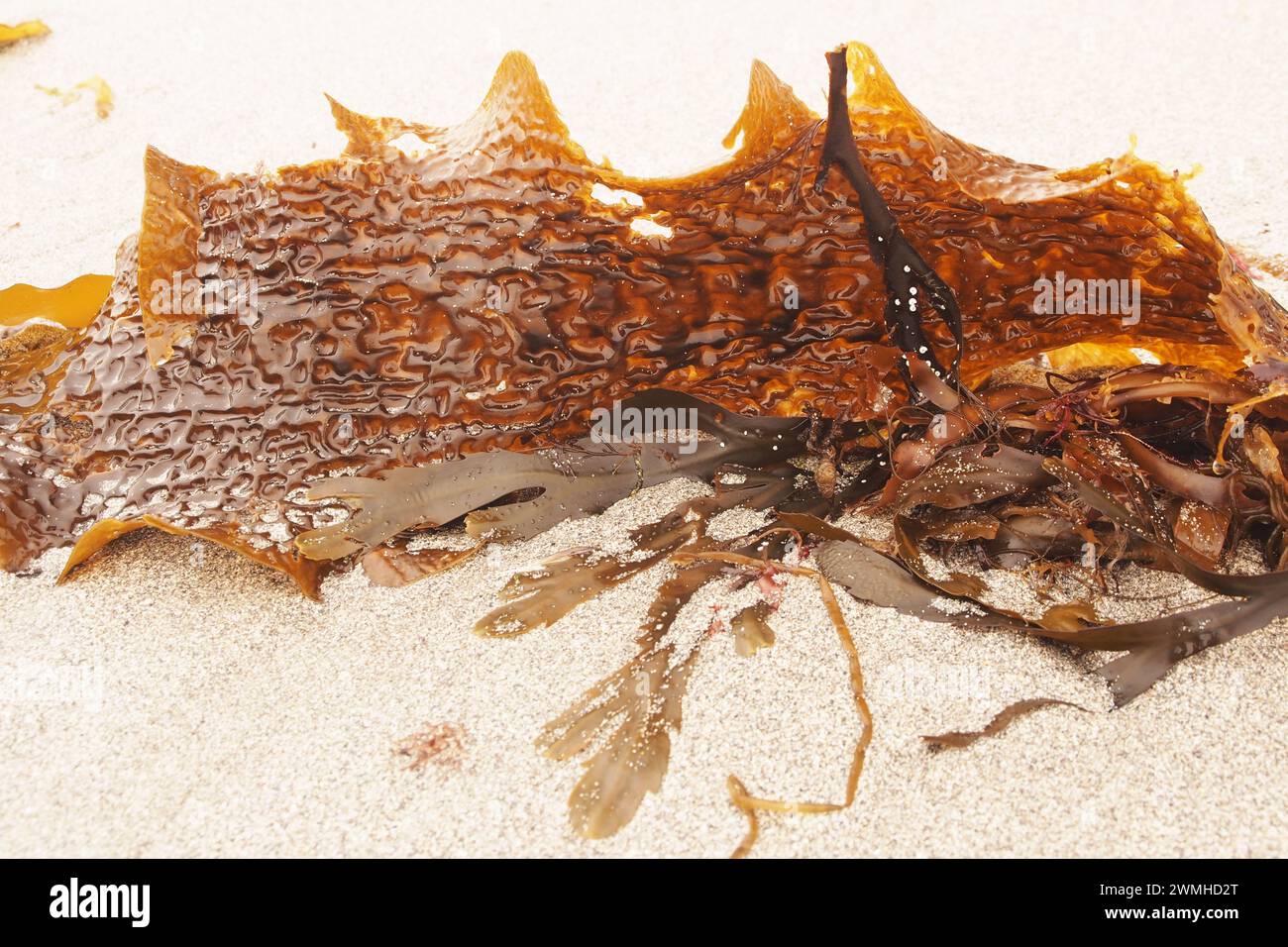 Sugar Kelp and bladderwrack seaweeds laid out on a beack in Orkney ...