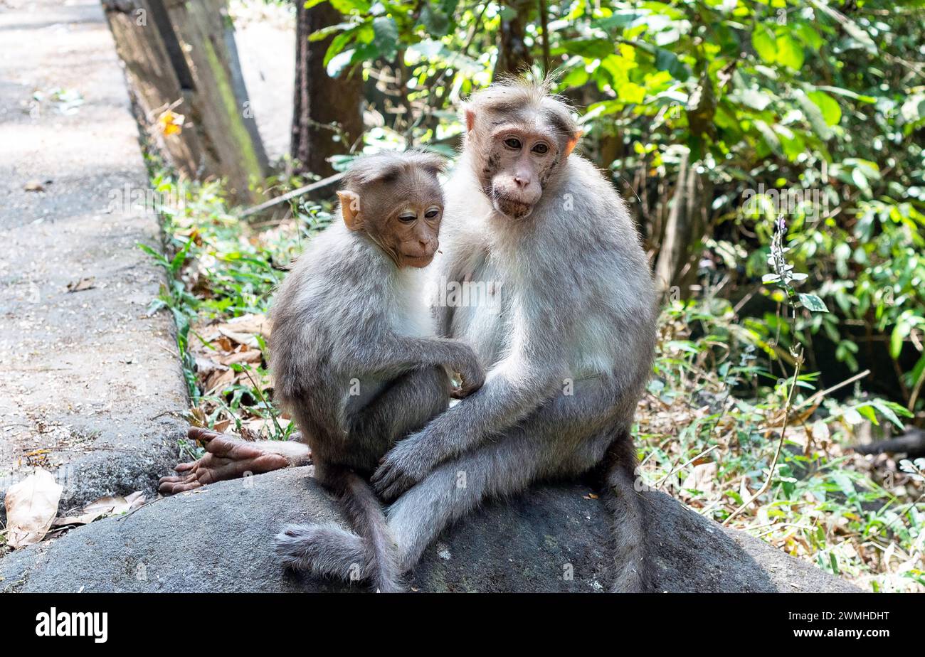 Monkey families hi-res stock photography and images - Alamy