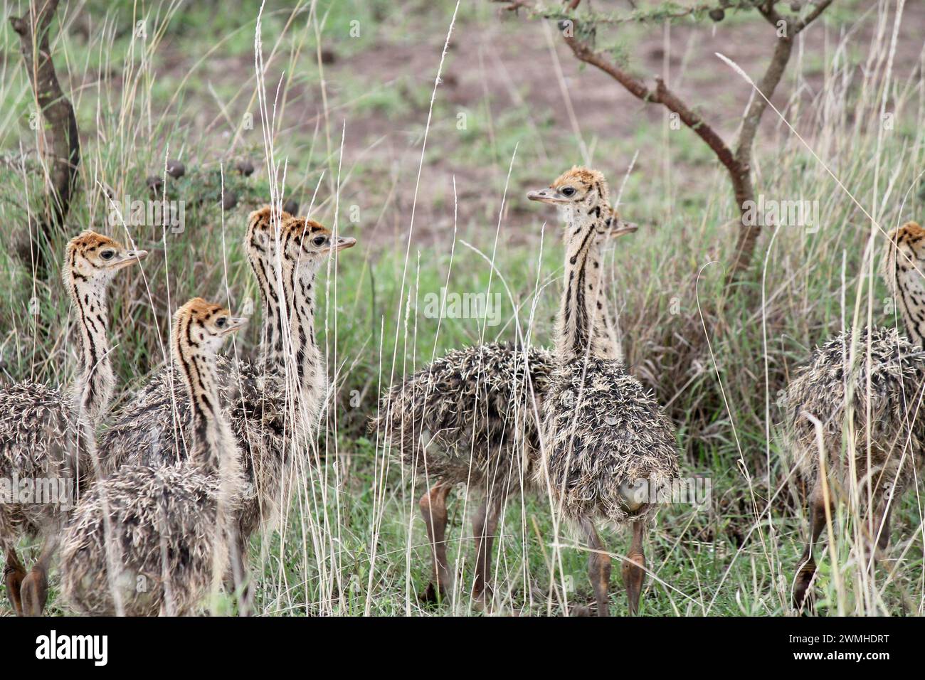 Ostrich genus struthio hi-res stock photography and images - Alamy