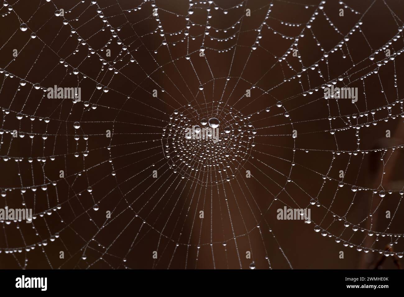 Water drops on the spider web hi-res stock photography and images - Alamy