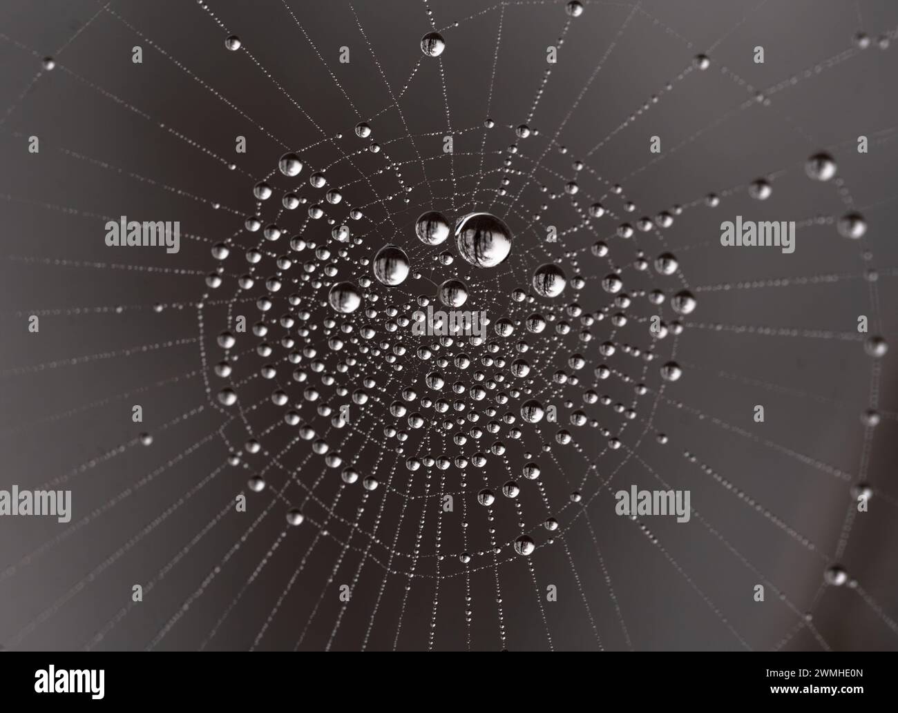 Water drops on the spider web hi-res stock photography and images - Alamy
