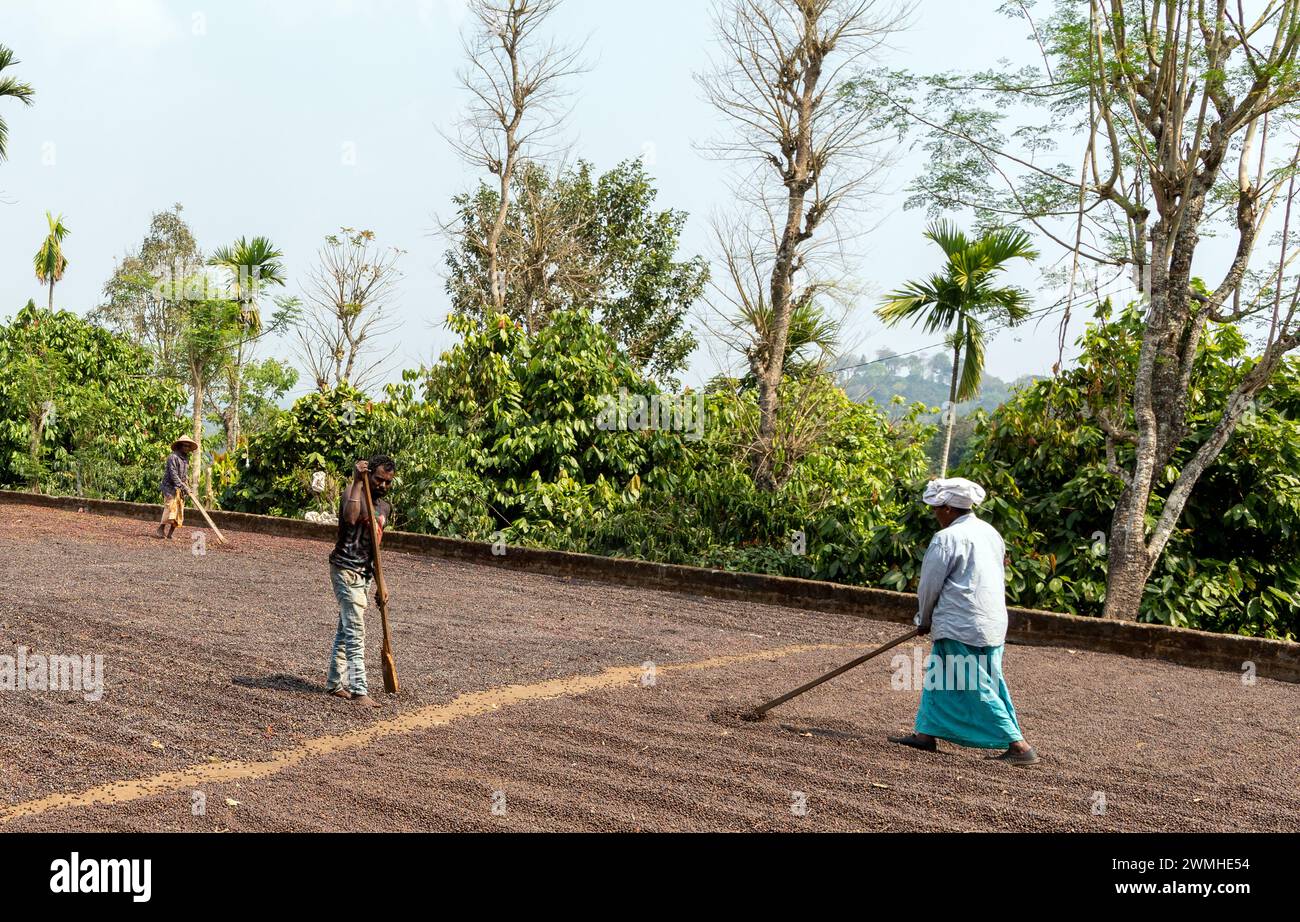 Drying Coffee Beans in Wayanad in Kerala India Stock Photo - Alamy