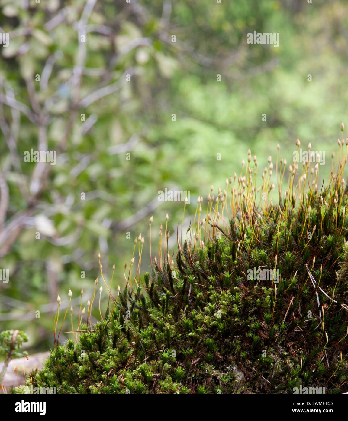 moss with seed heads Stock Photo - Alamy