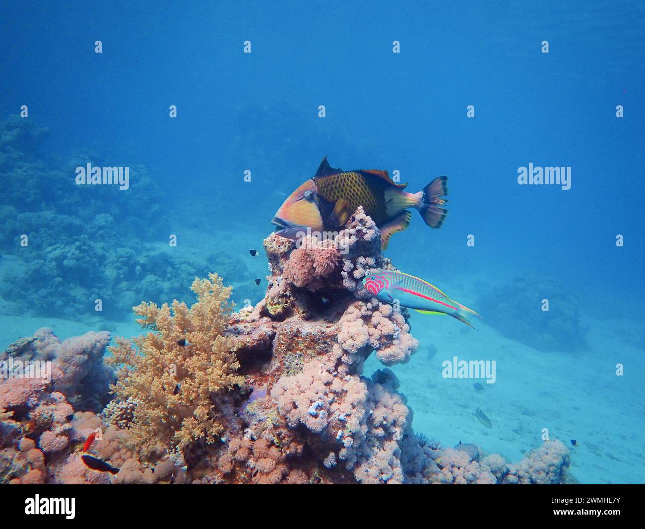 I photographed this Triggerfish (Balistoides viridescens, Titan ...