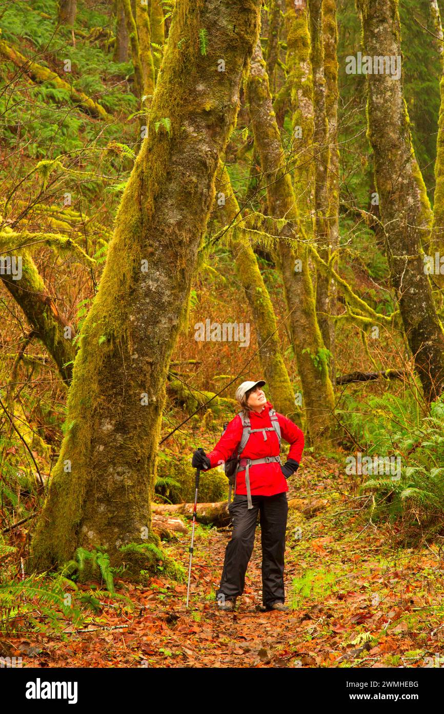 Spruce Run Creek Trail, Clatsop State Forest, Oregon Stock Photo - Alamy