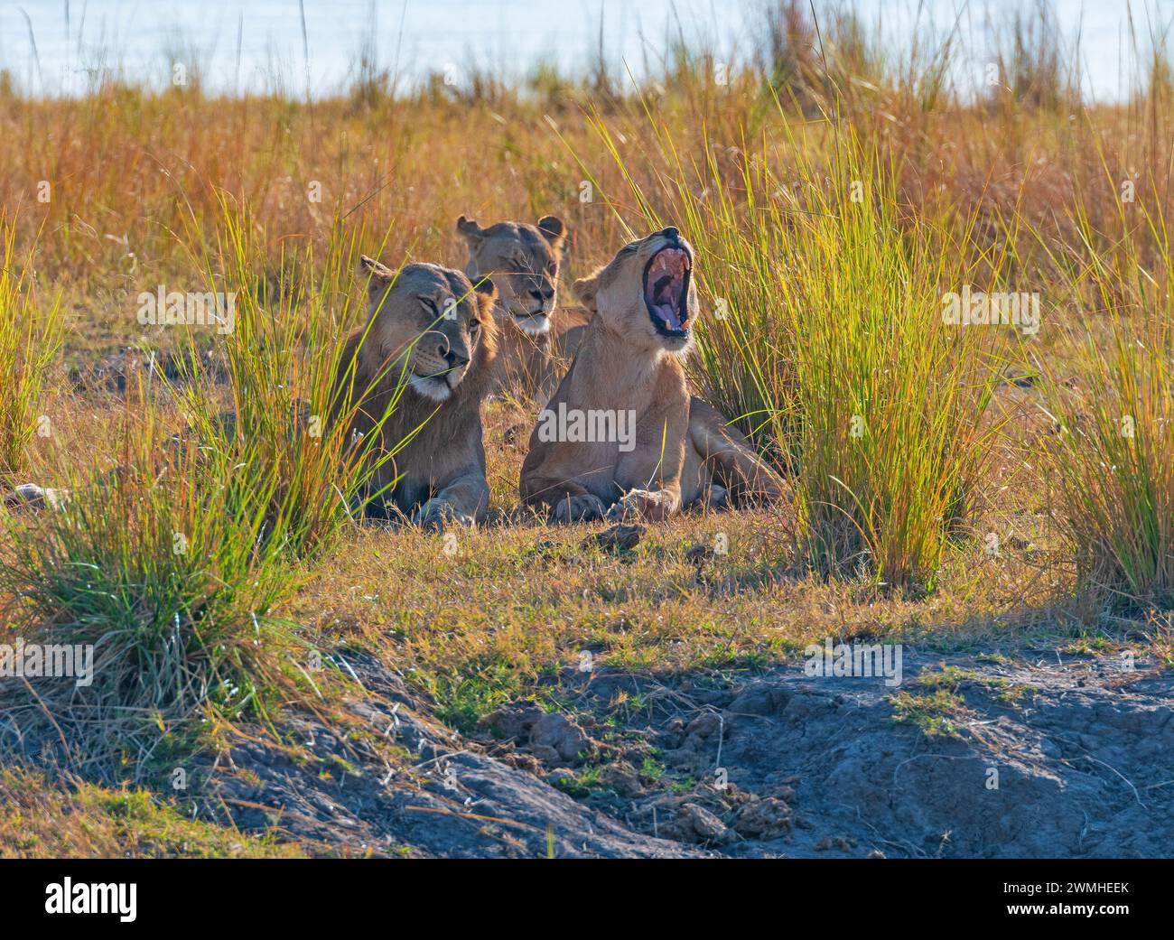 Group of lions hi-res stock photography and images - Alamy