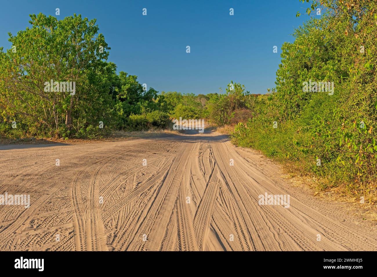 Rural Dirt Road in the African Veldt in Chobe National Park in Botswana ...