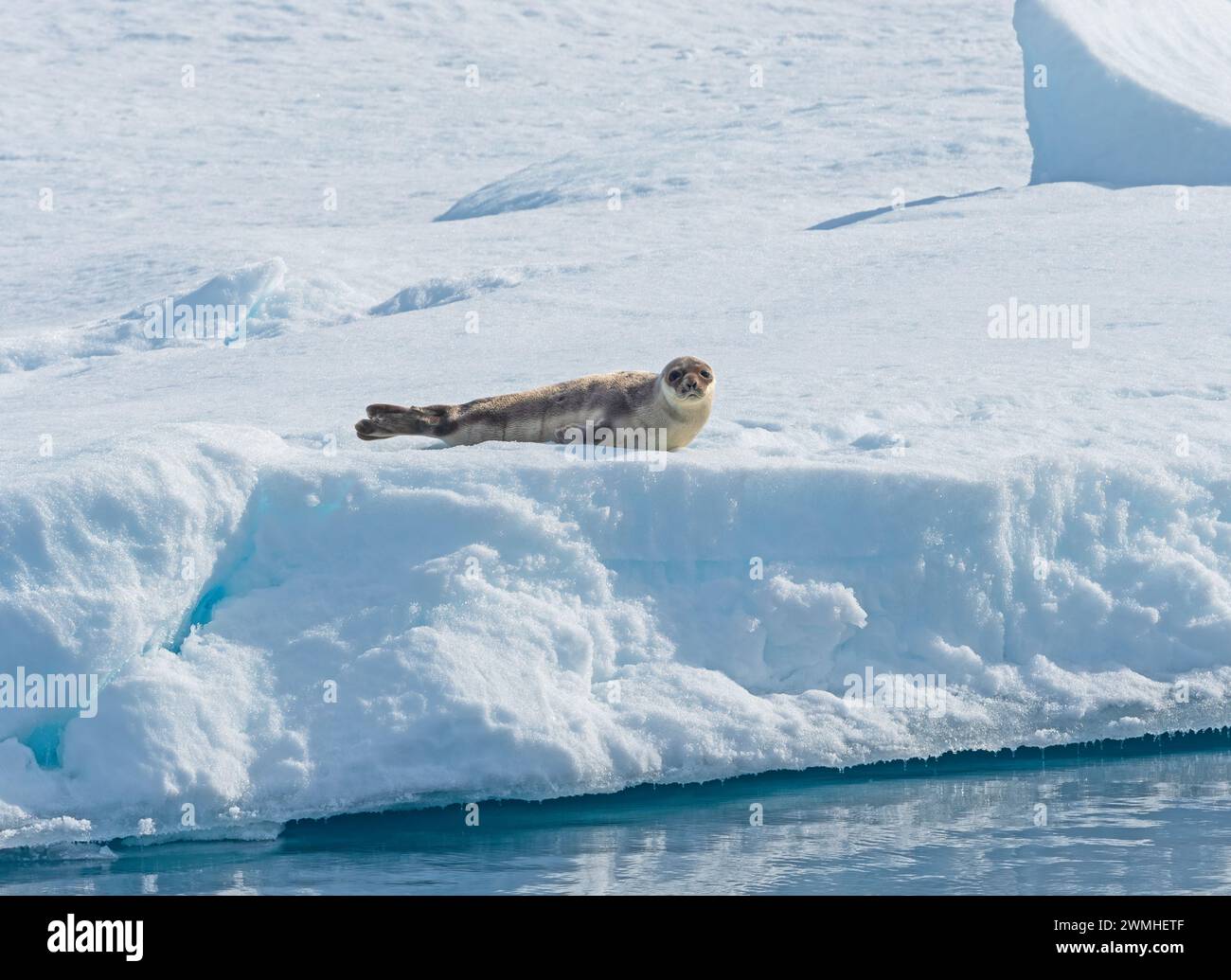 Artic fauna hi-res stock photography and images - Alamy