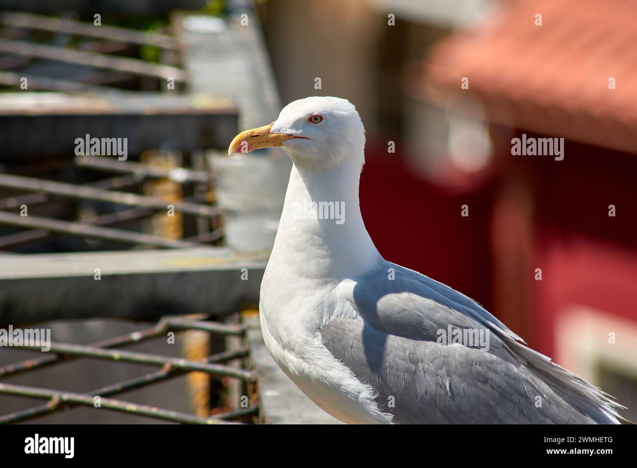 Seagull standing in water hi-res stock photography and images - Alamy