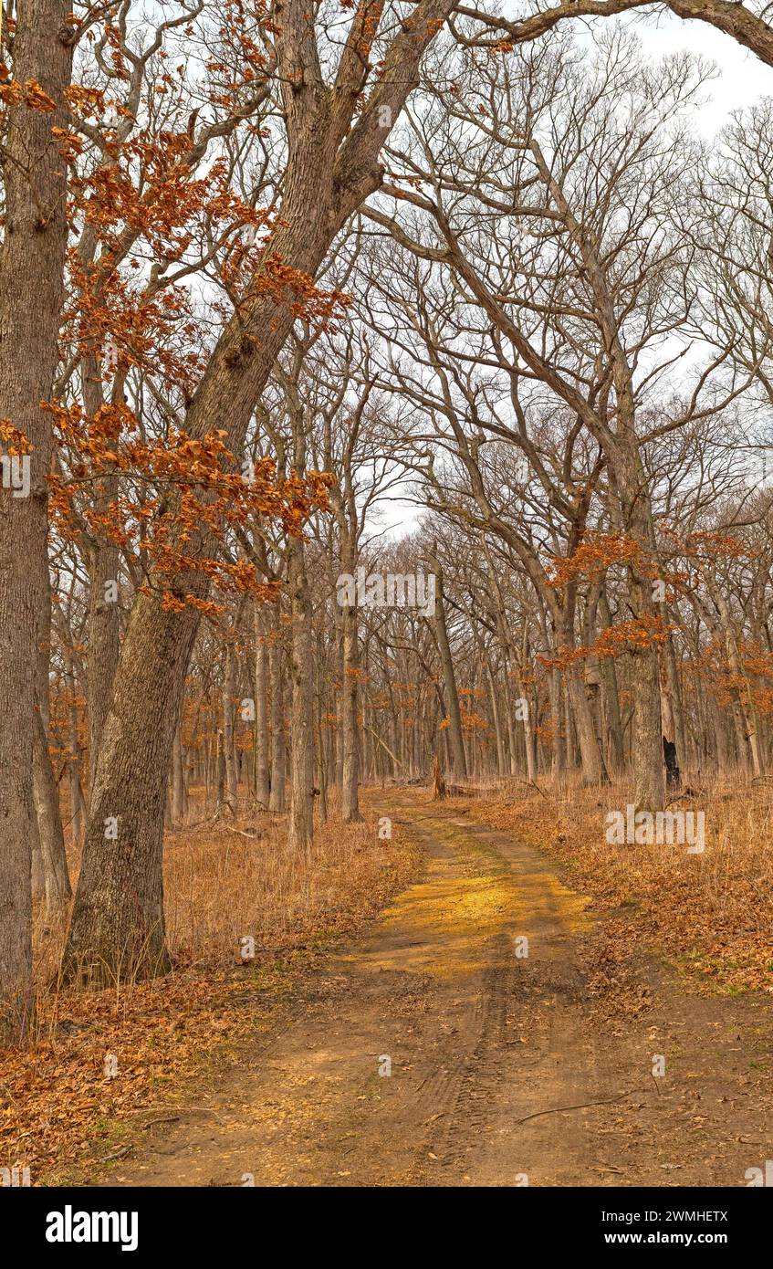 Quiet Forest Path on the Edge of a Prairie at the Nachusa Grasslands in ...