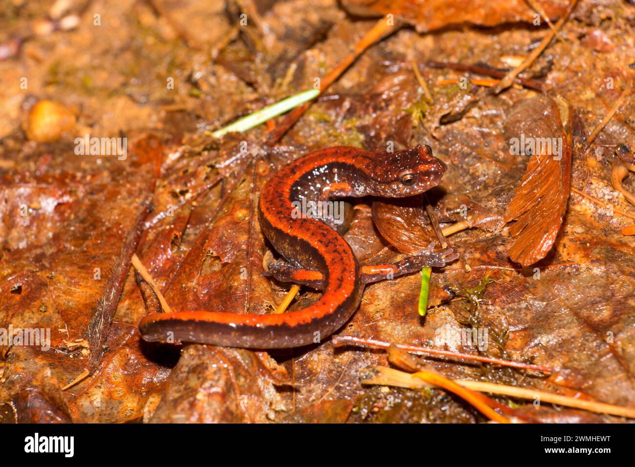 Western red-backed salamander (Plethodon vehiculum) along Spruce Run ...