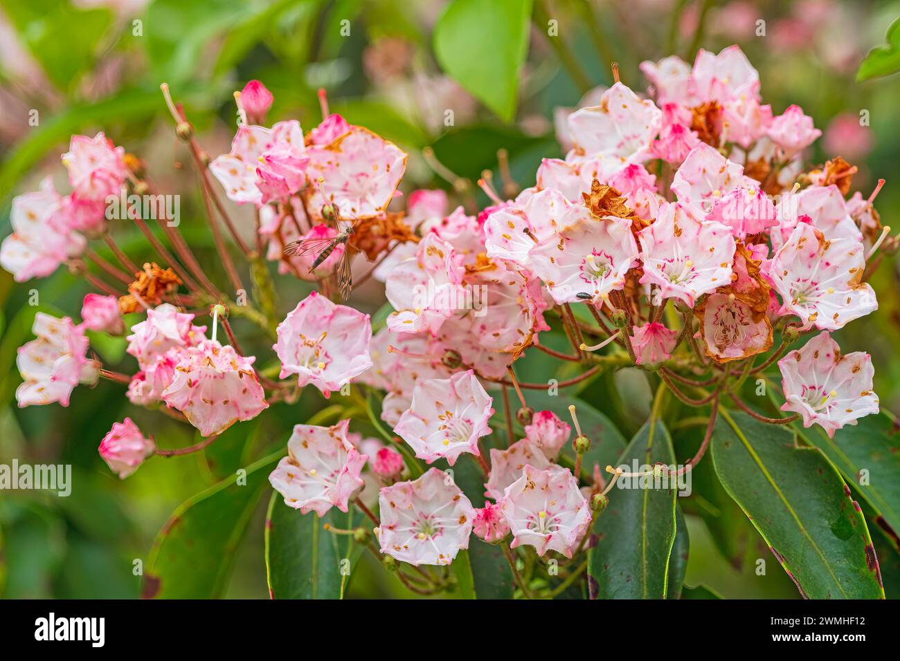 Mountain Laurel Complete With Insect Friends in the Craggy Gardens on ...