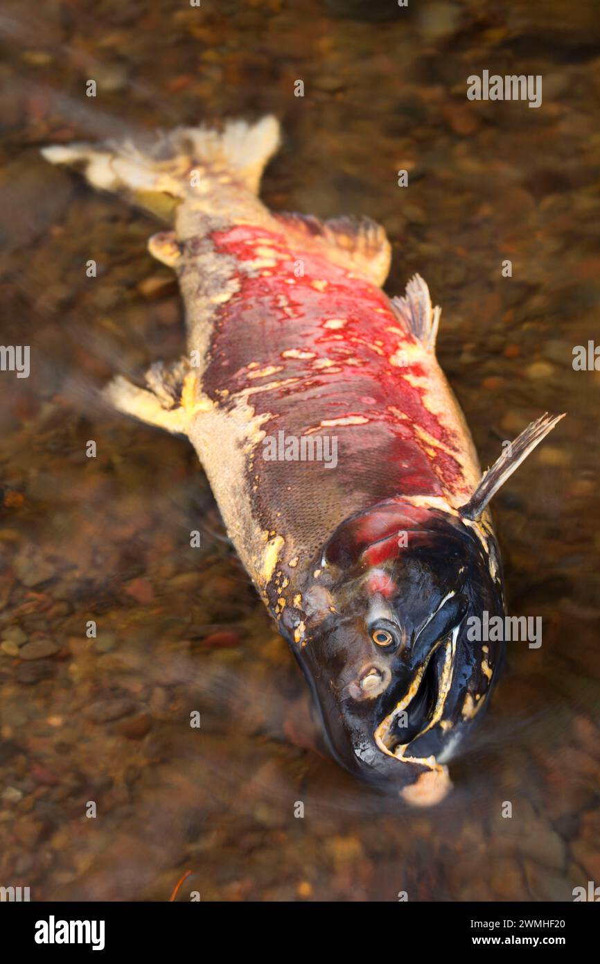 Spawned hi-res stock photography and images - Alamy