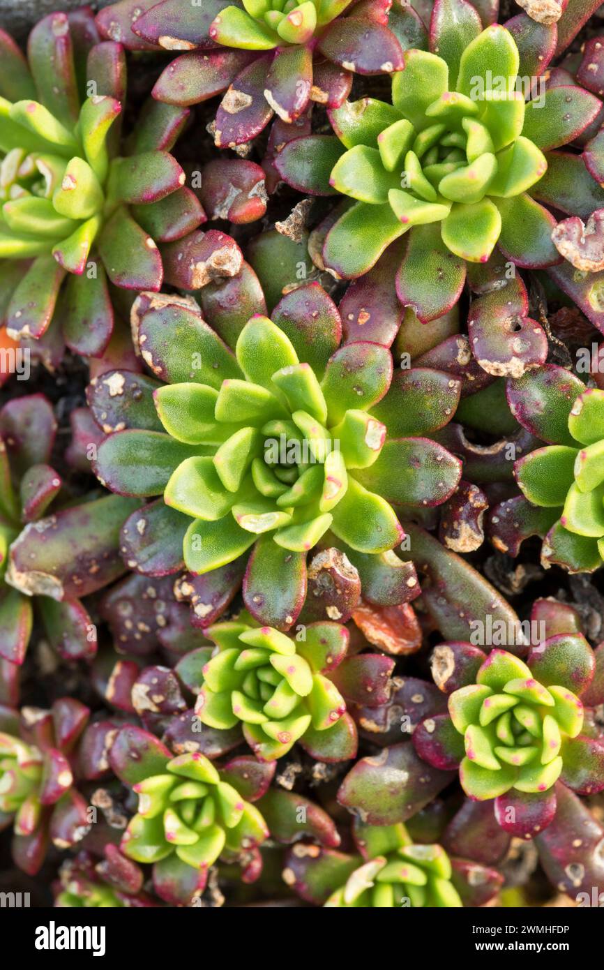 Succulent along Saddle Mountain Trail, Saddle Mountain State Park ...